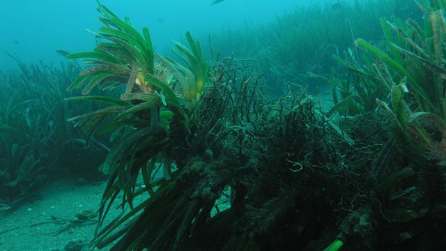 UICN celebra un seminario sobre el valor de los ecosistemas de Carbono Azul
